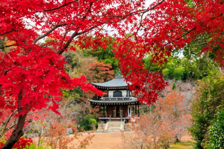 Fall foliage trip in Kyoto. Collection of red leaves and secret viewing ...